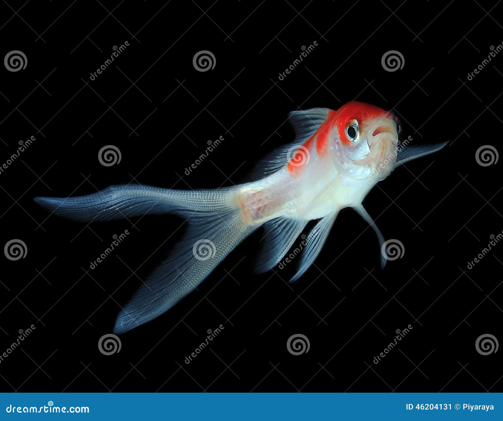 Gold fish stock image. Image of isolation, beautiful - 46204131