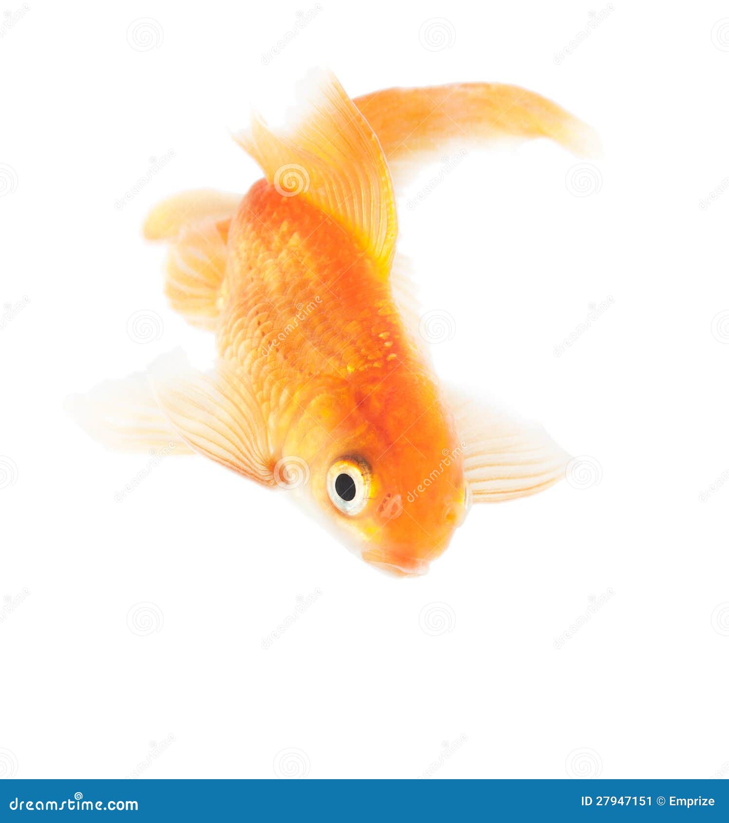 Gold Fish. Isolation on the White Stock Image - Image of golden, macro ...