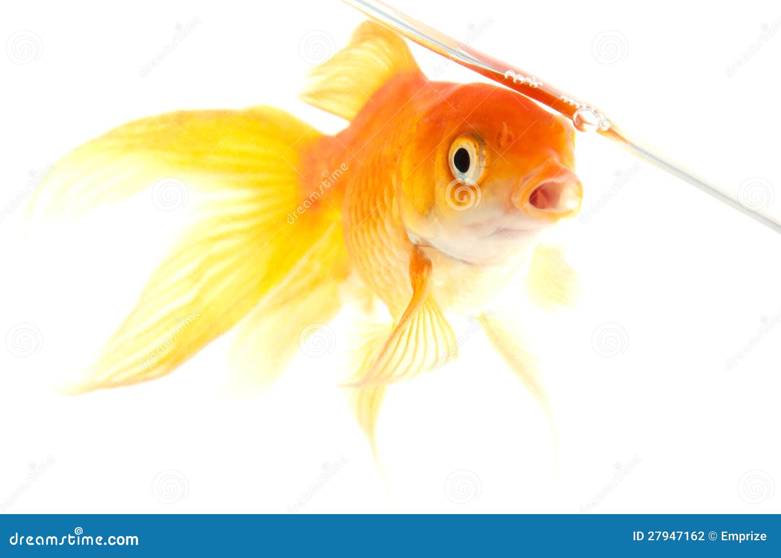 Gold Fish. Isolation on the White Stock Photo - Image of home, motion ...
