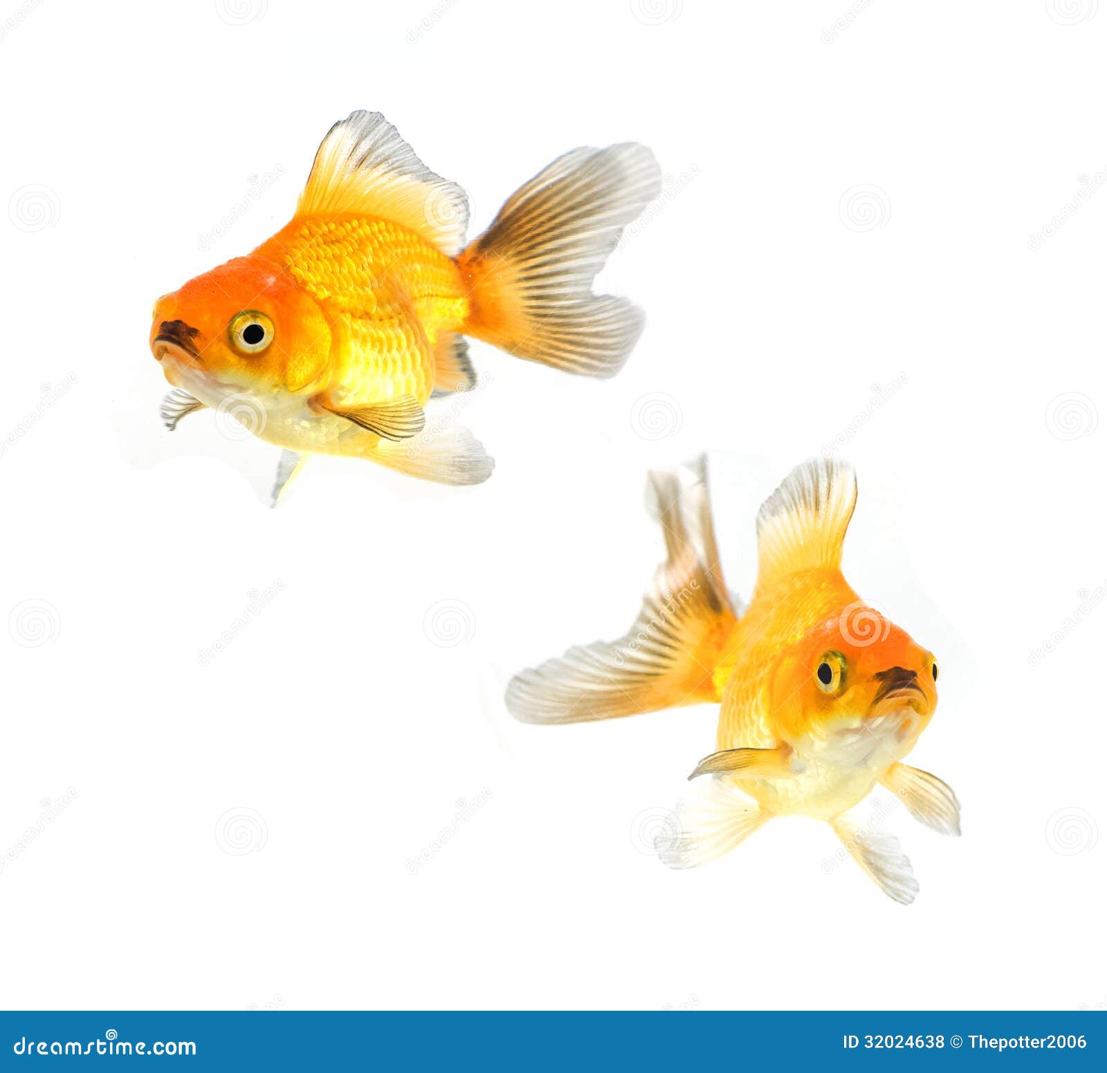 Gold fish stock photo. Image of freedom, carp, fish, isolated - 32024638