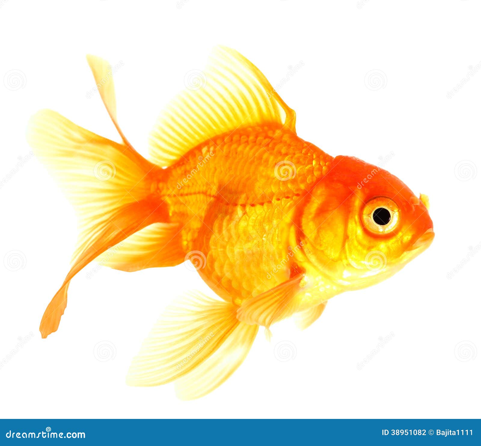 Gold fish. Isolation stock photo. Image of fish, nature - 38951082