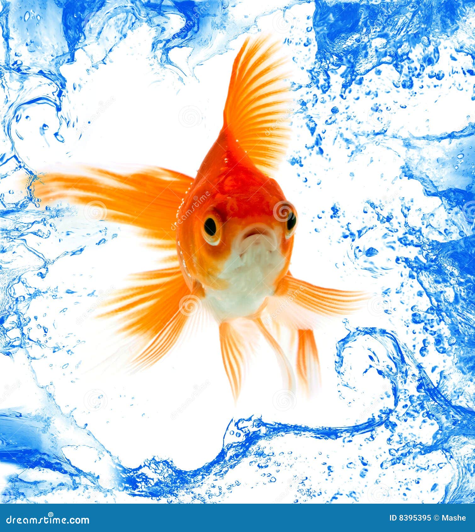 Gold Fish. Isolation on White Stock Image - Image of aquarium, coldly ...
