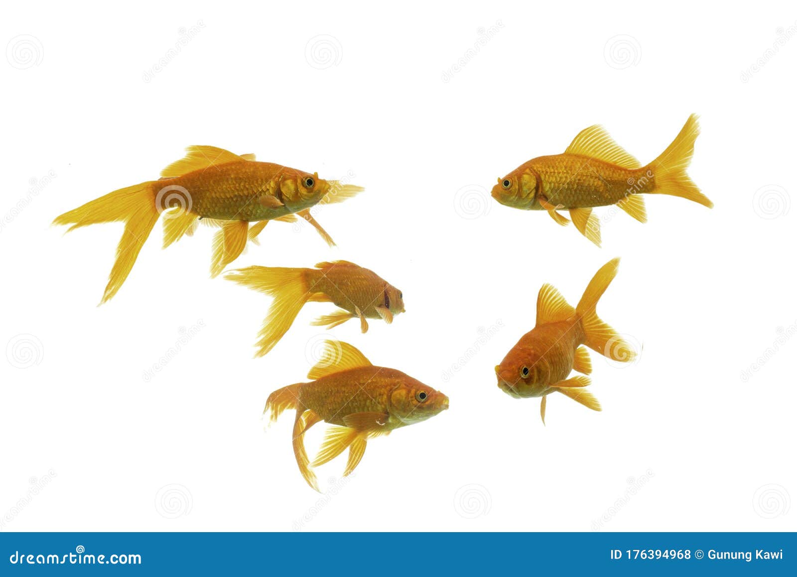 Gold Fish Isolation on the White Background. Stock Photo - Image of ...