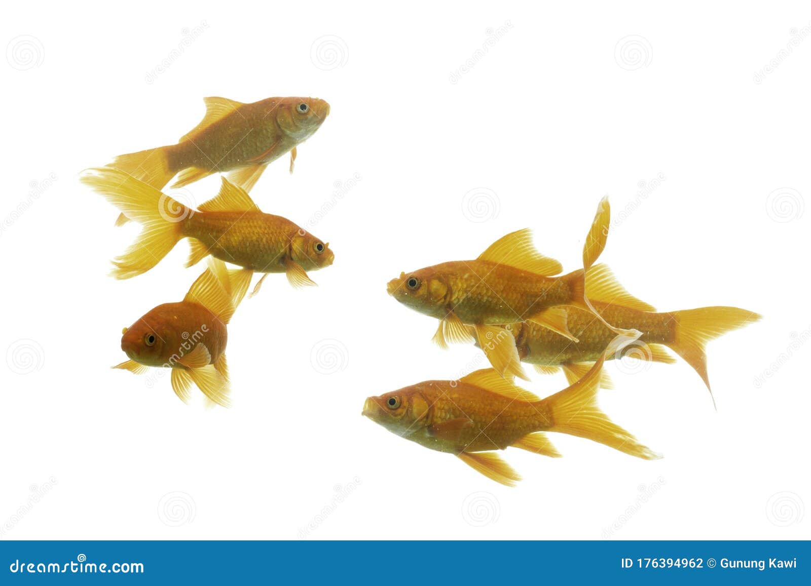 Gold Fish Isolation on the White Background. Stock Photo - Image of ...