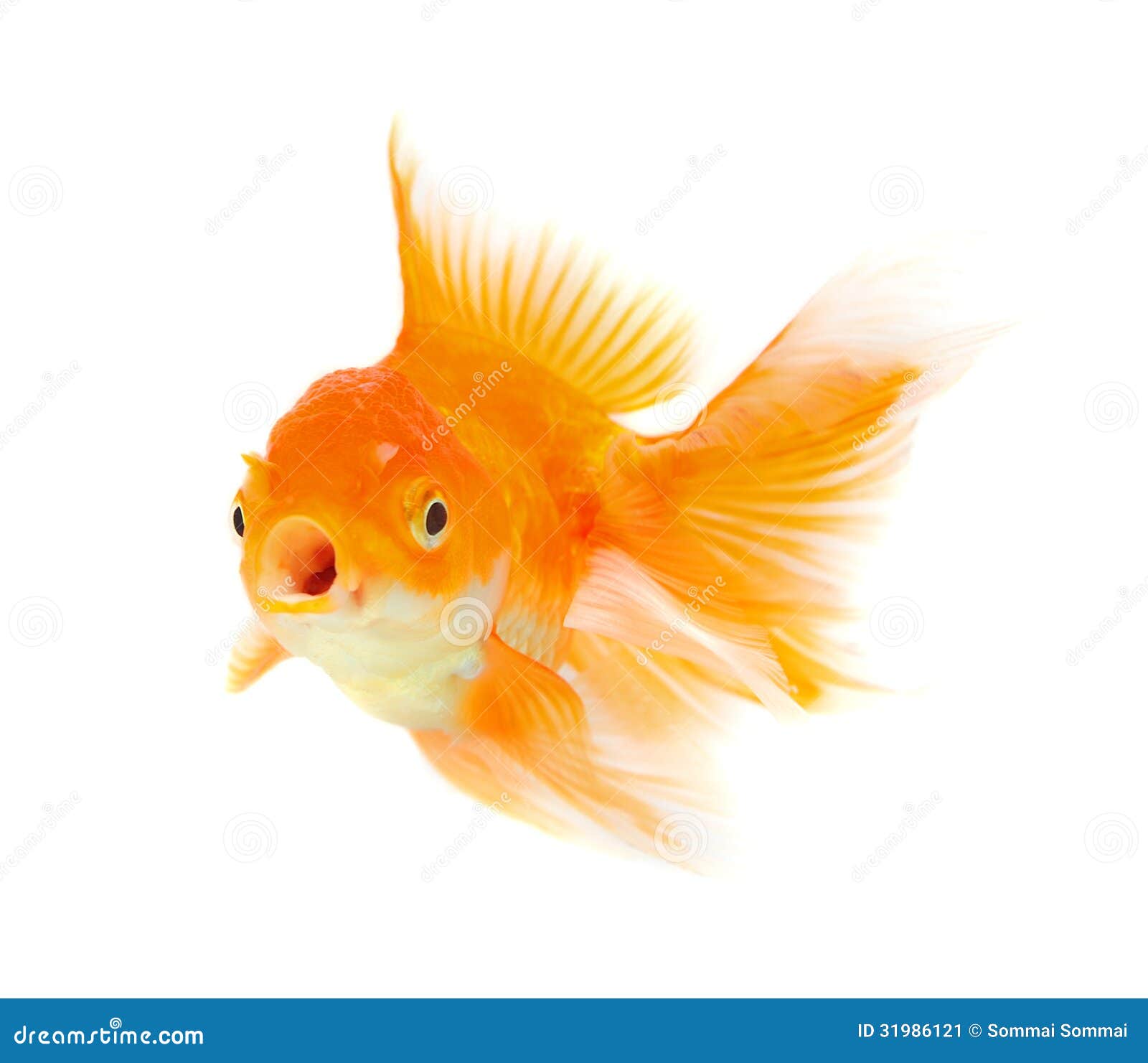 Gold Fish Isolation on the White Stock Image - Image of cute, aquatic ...