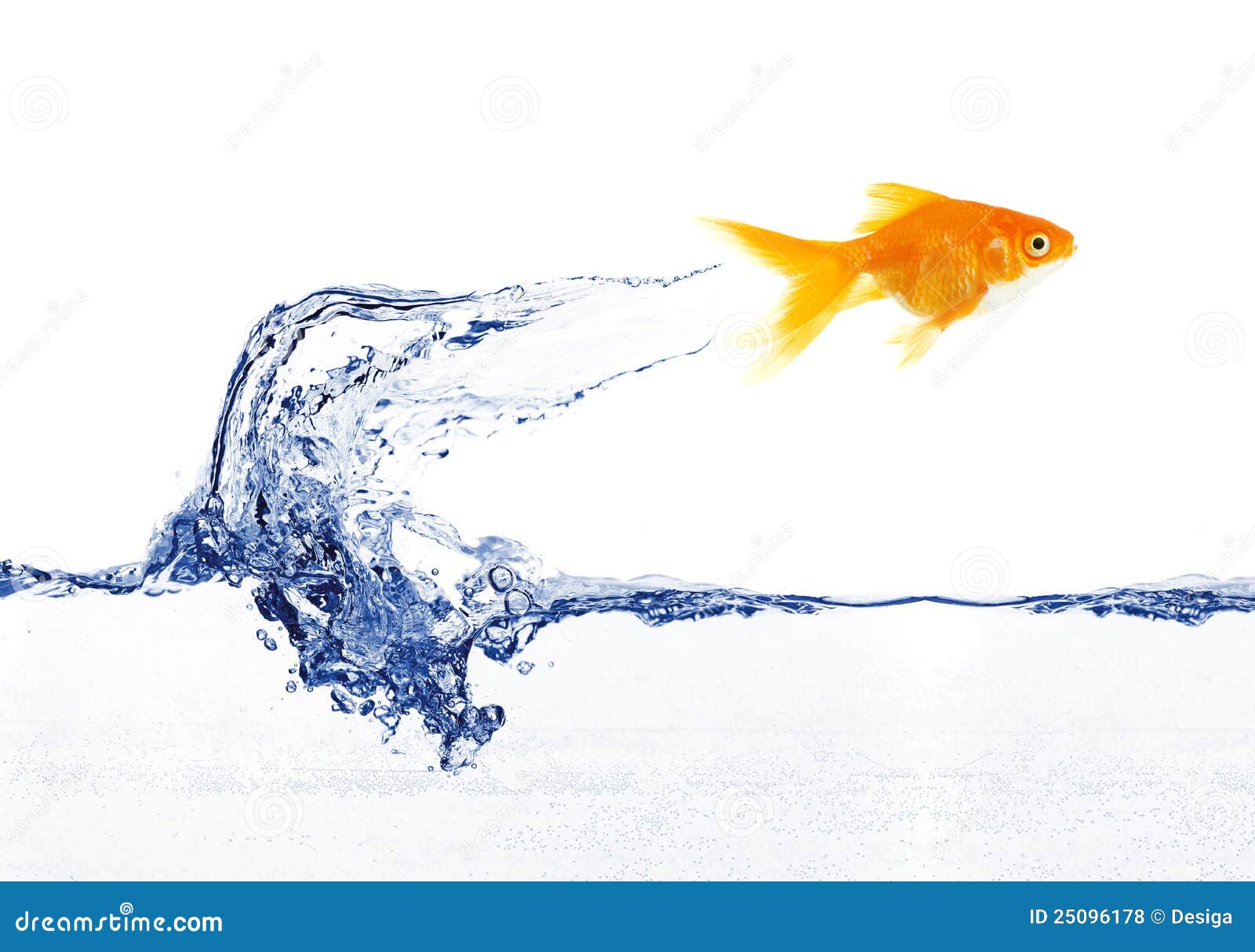Gold fish jumping stock photo. Image of liquid, droplet - 25096178