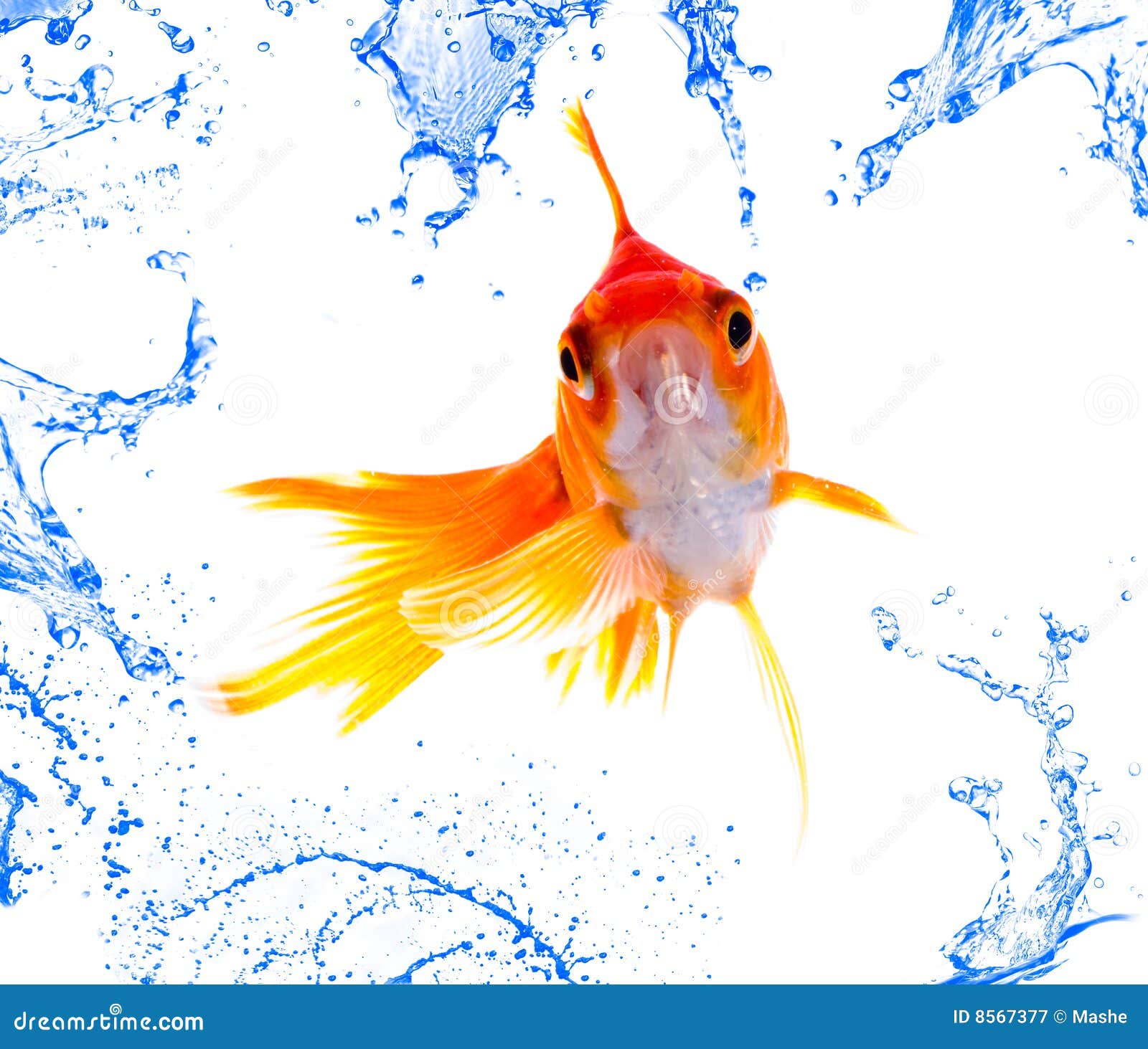 Gold fish jumping stock image. Image of clear, health - 8567377