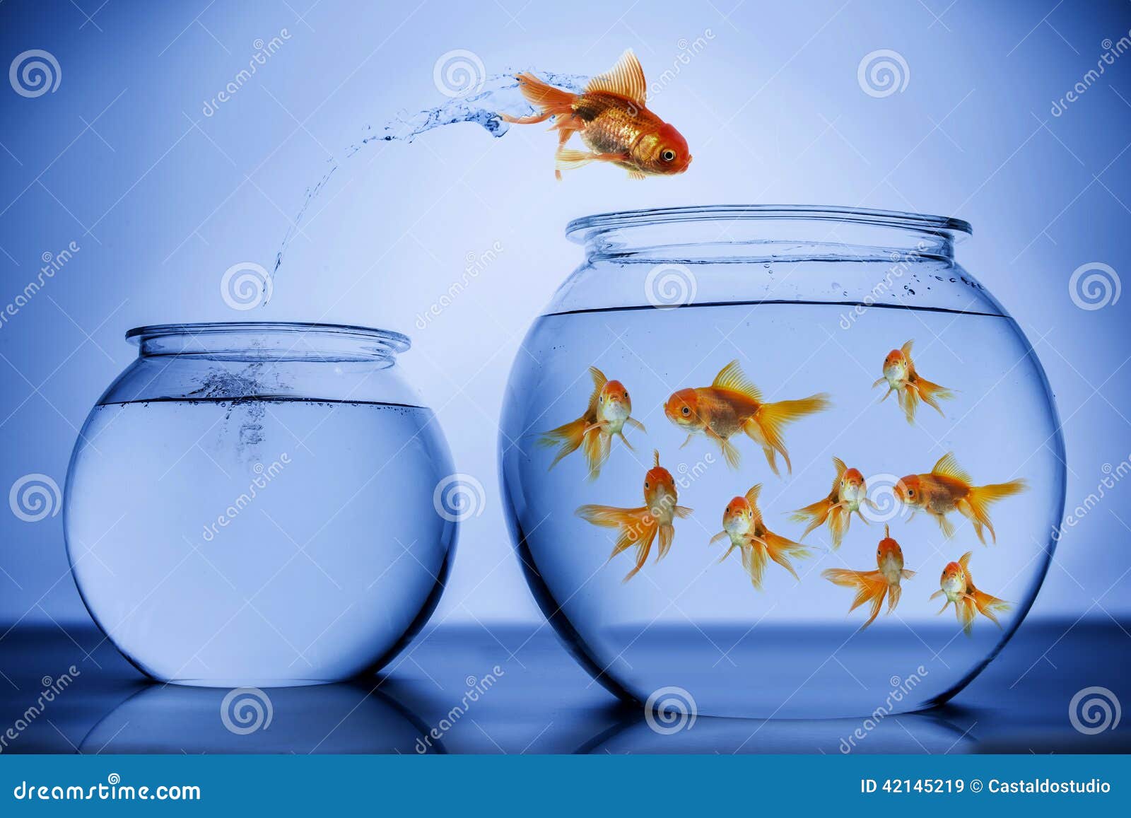 Gold Fish Stock Photo - Image: 42145219
