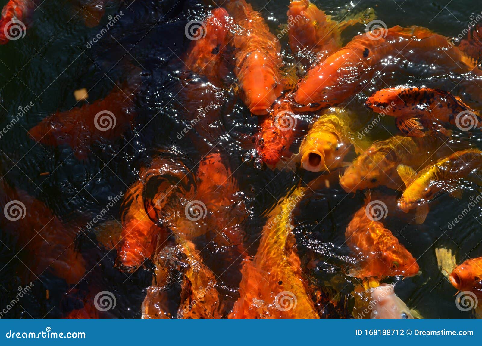 Gold fish stock photo. Image of gold, park, lots, fish - 168188712