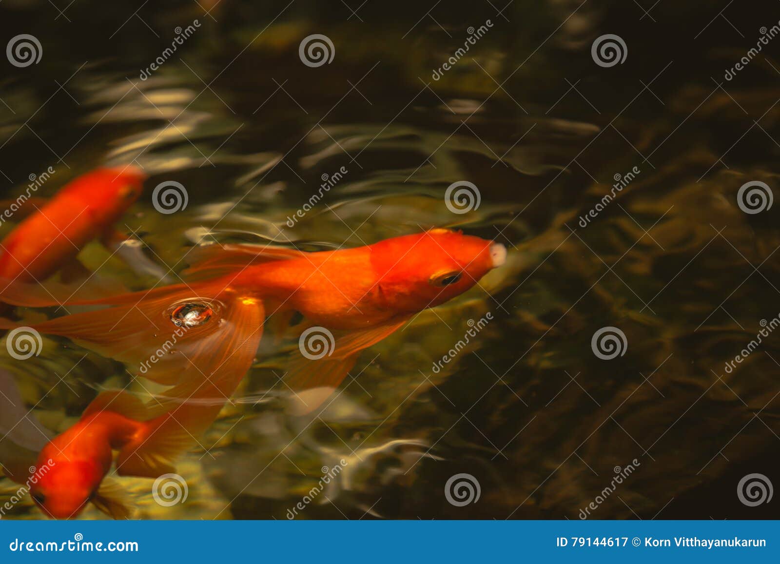 Gold fish in nature pond. stock image. Image of mouth - 79144617