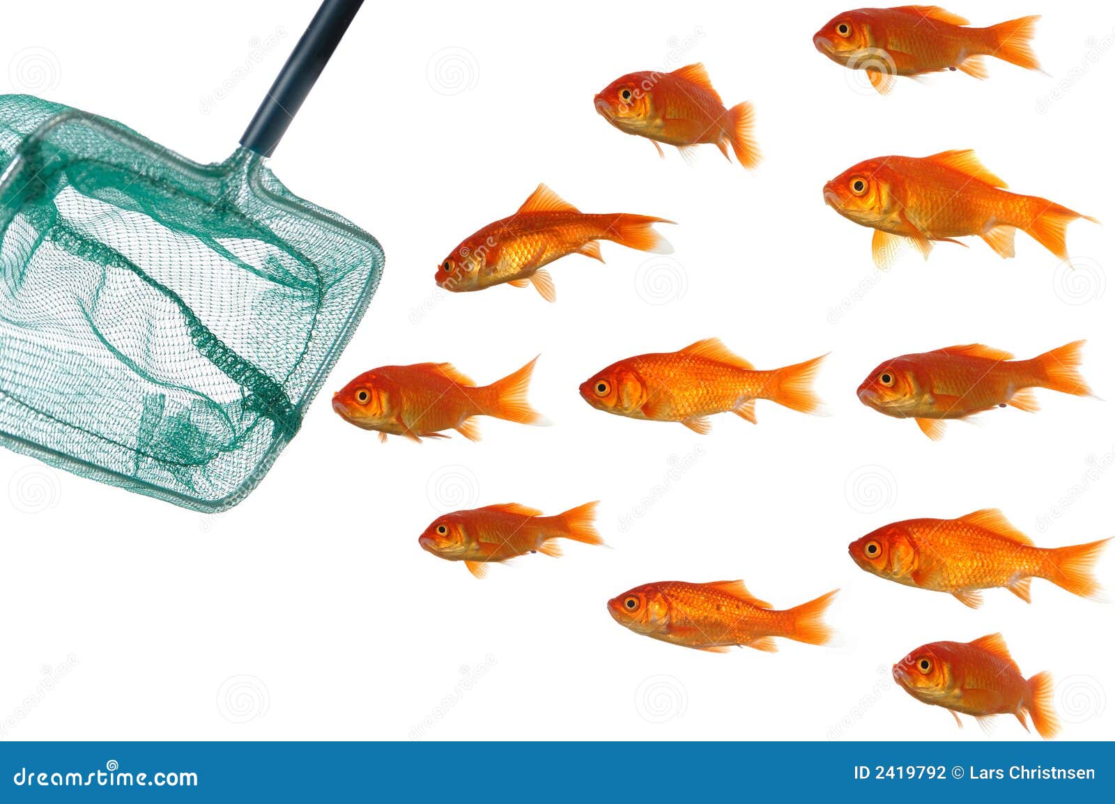Gold fish and net stock photo. Image of formation, background - 2419792