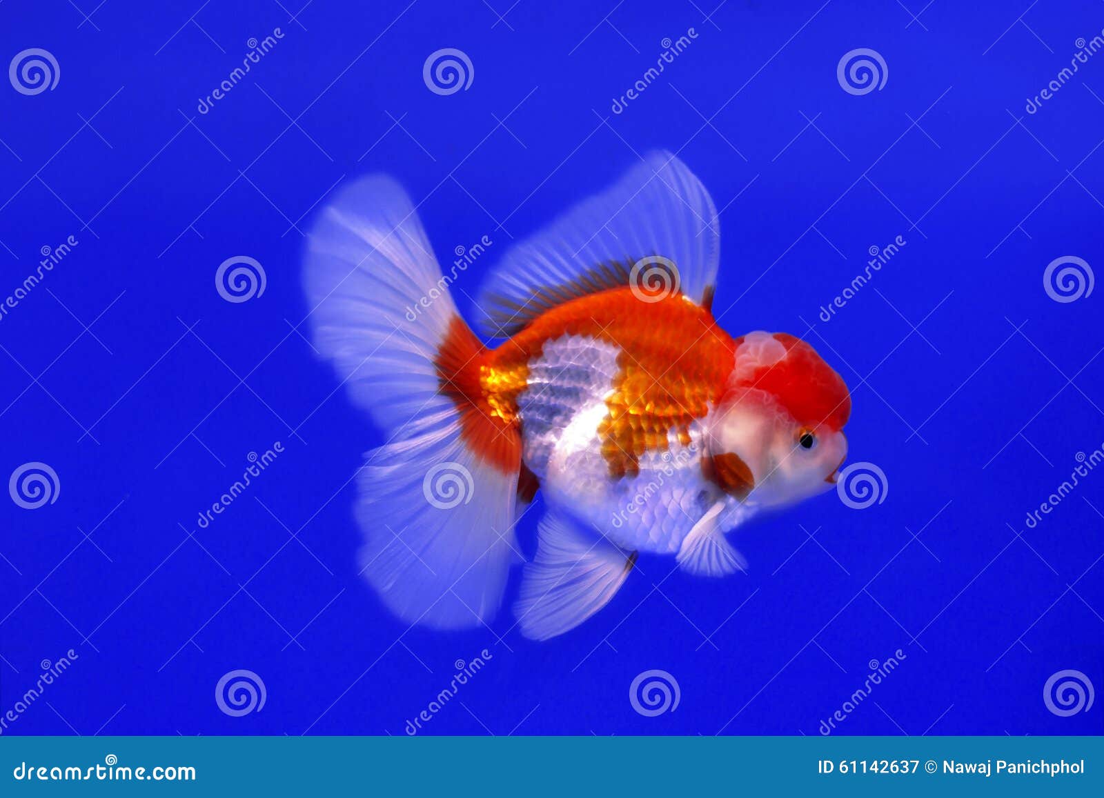 Gold Oranda Goldfish Royalty-Free Stock Photography | CartoonDealer.com ...