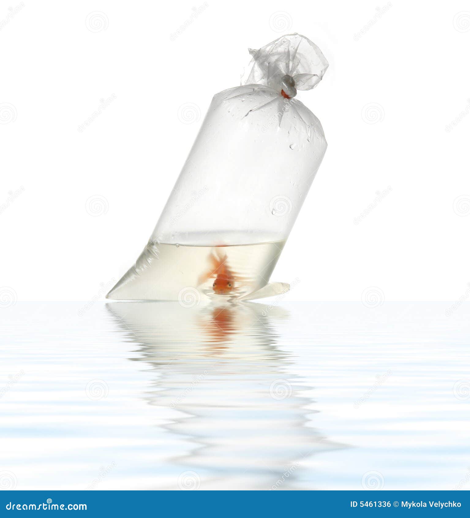 Gold fish in package stock photo. Image of cute, color - 5461336