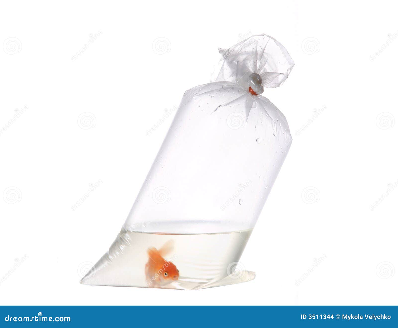 Goldfish In A Bag