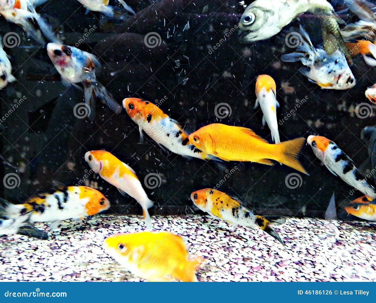 Gold fish stock photo. Image of gold, pretty, water, fish - 46186126