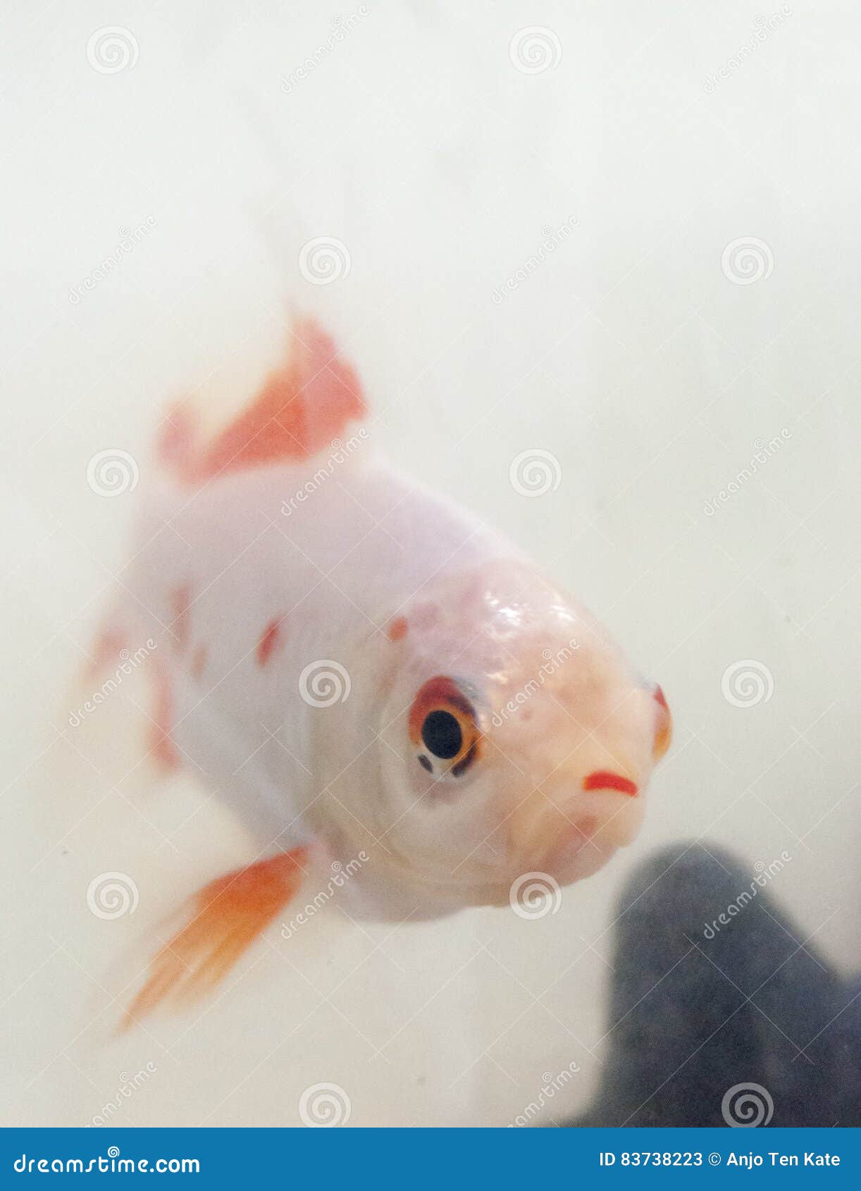 Gold Fish stock image. Image of facialexpression, swimming - 83738223