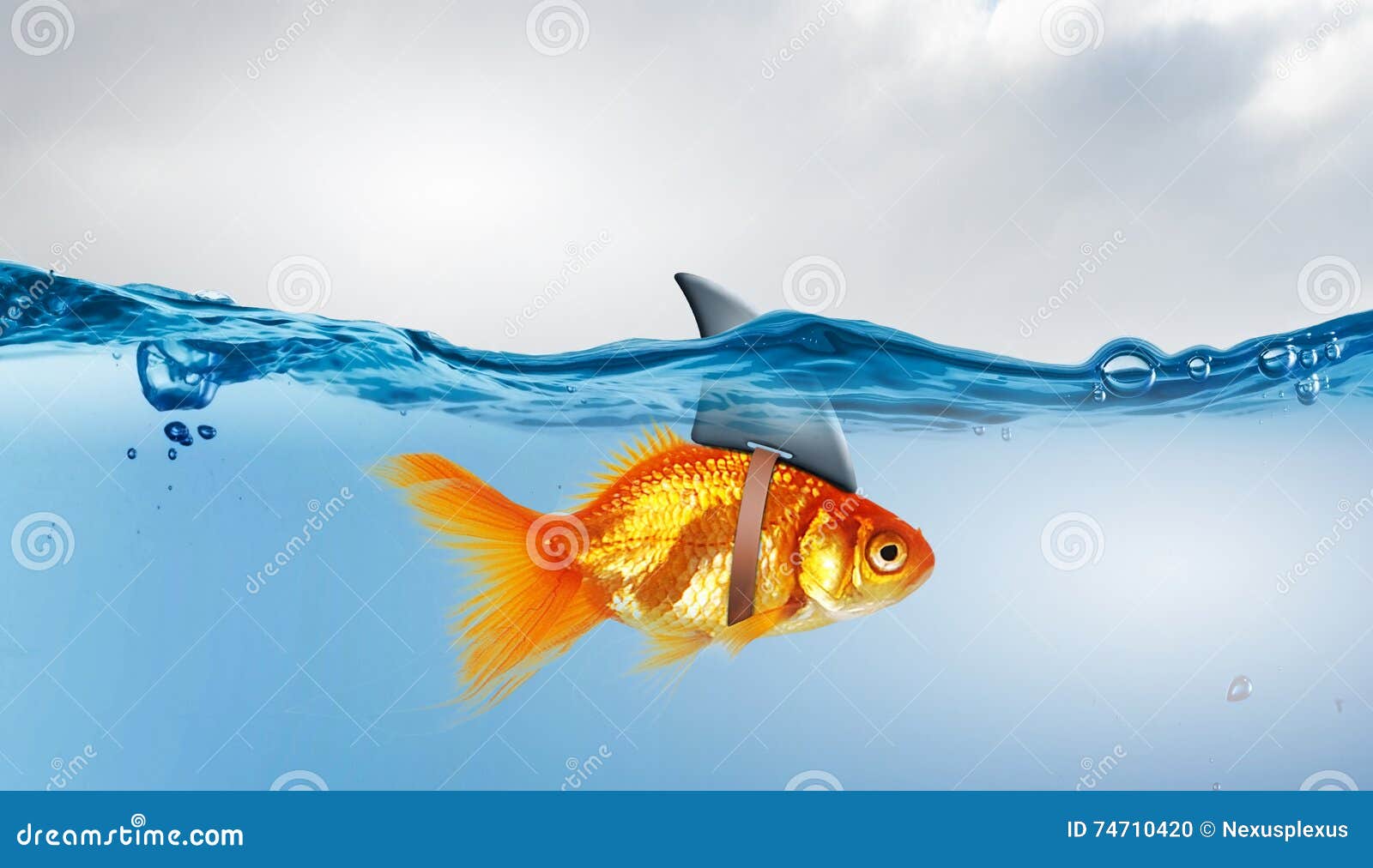 Gold Fish with Shark Flip . Mixed Media Stock Photo - Image of flip ...