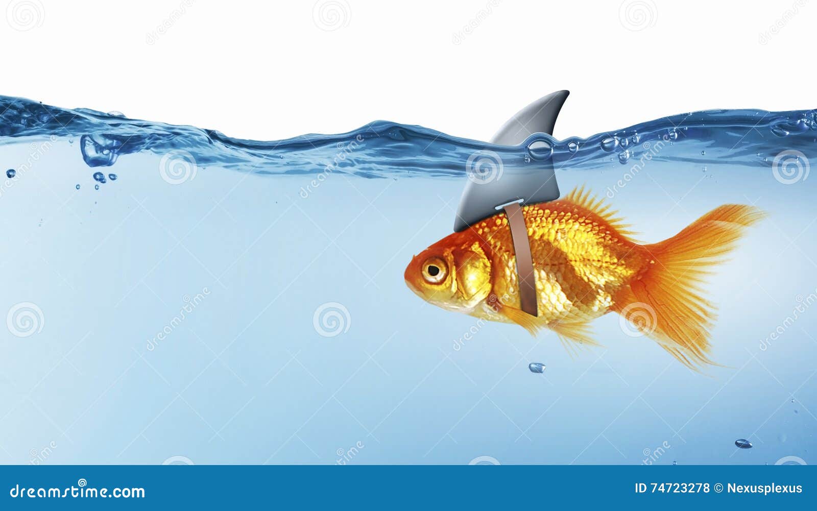 Gold Fish with Shark Flip . Mixed Media Stock Photo - Image of funny ...
