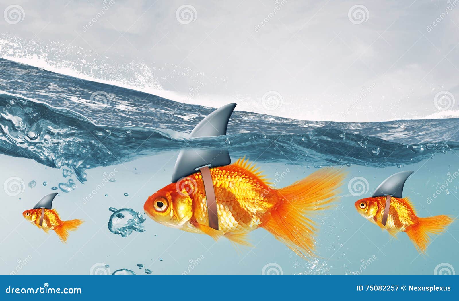 Gold Fish with Shark Flip . Mixed Media Stock Image - Image of symbol ...