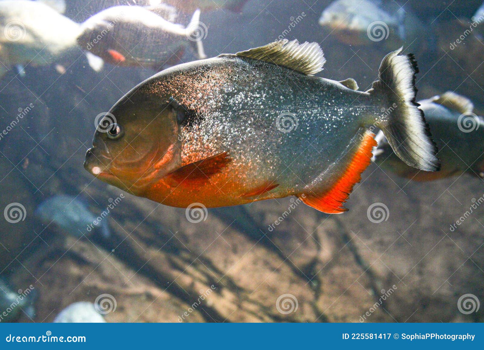 Gold Fish stock image. Image of swimming, animal, invertebrate - 225581417