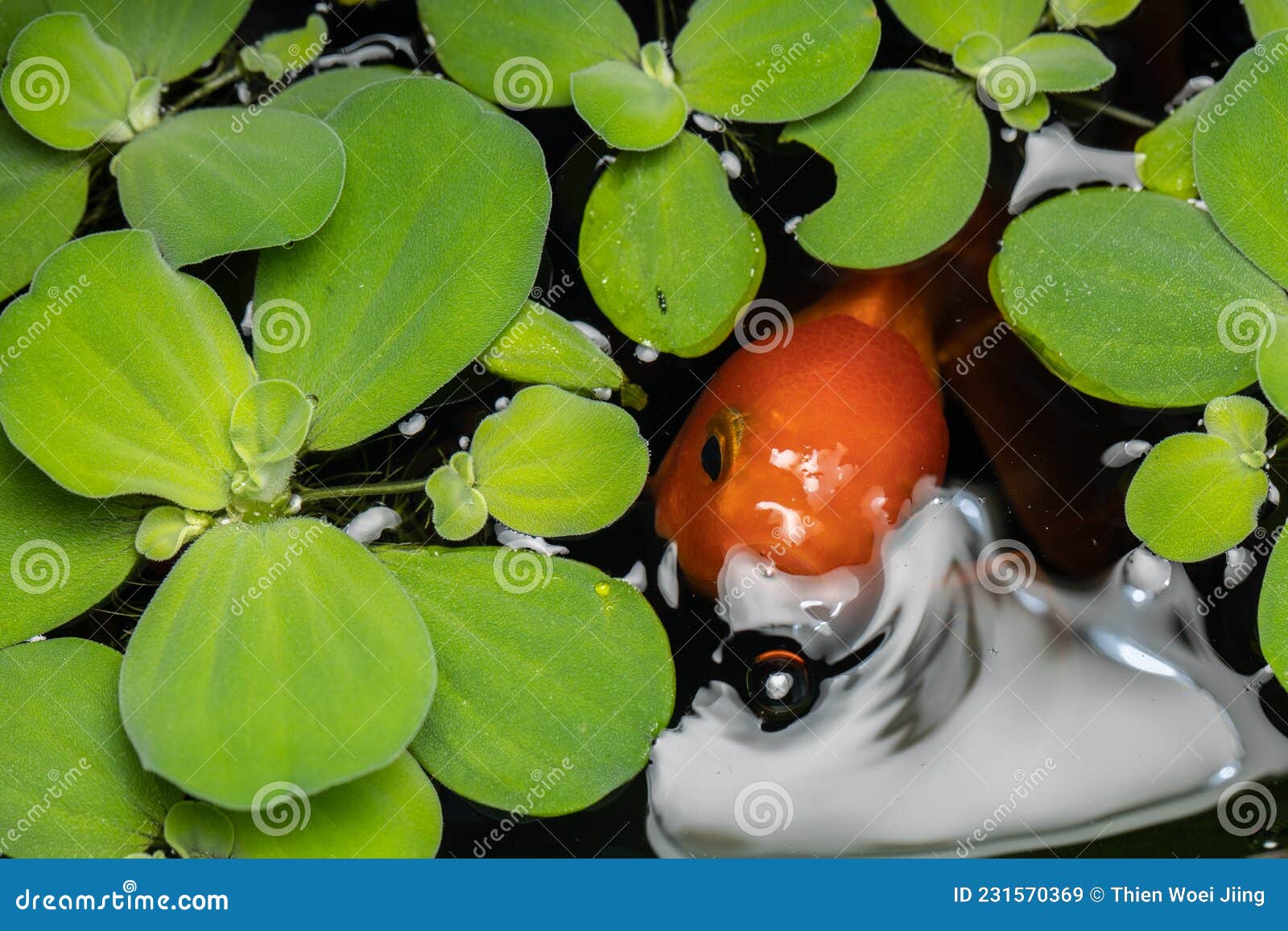 Gold Fish on Small Pond on Beautiful Small Garden Stock Image - Image ...