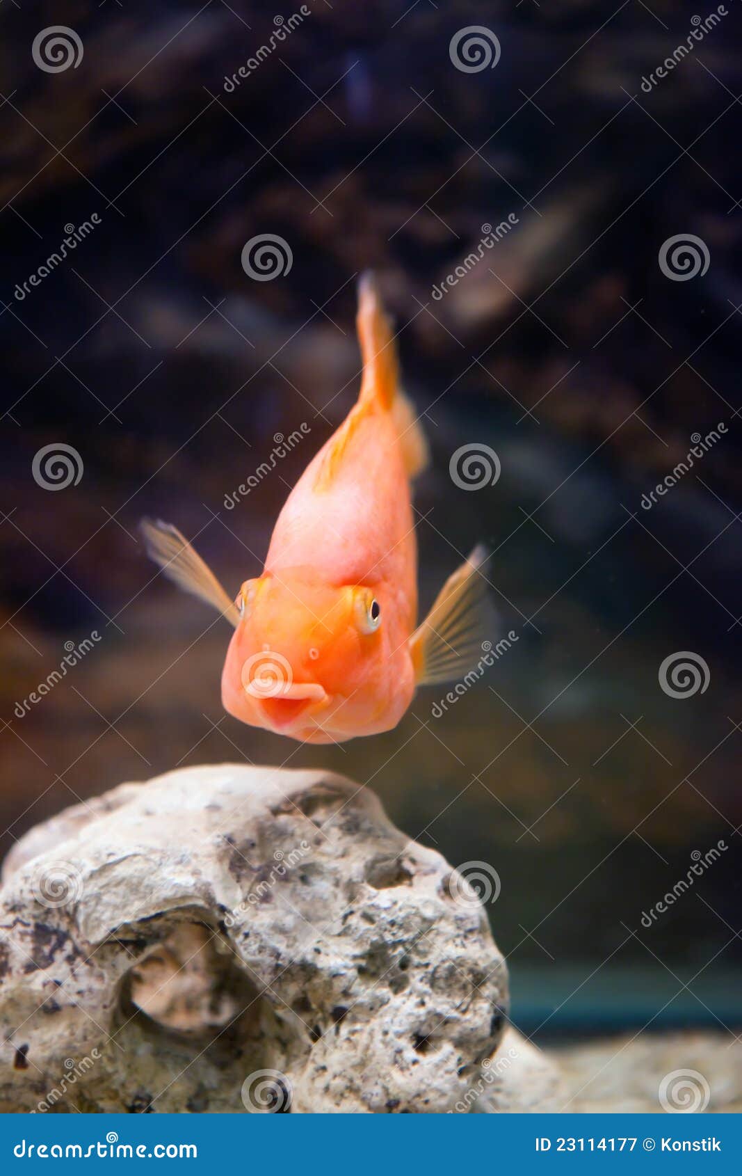 Gold fish smile stock image. Image of humor, view, reef - 23114177