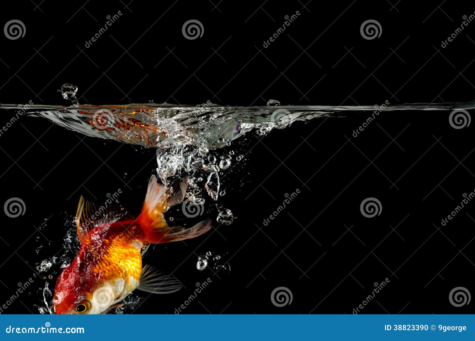 Gold Fish Splashing in Water Over Black. Stock Photo - Image of pouring ...