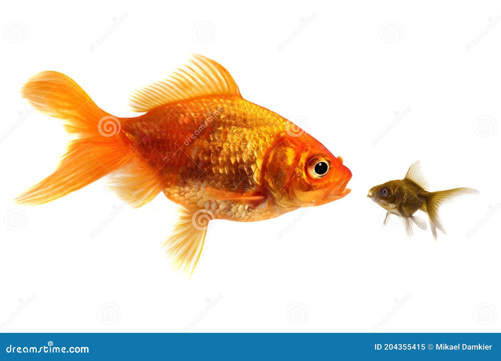 Gold Fish Standing Out from the Crowd Stock Image - Image of copy ...