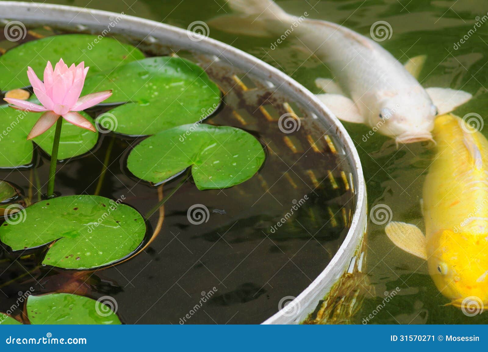 Gold fish swim and Lotus stock image. Image of pond, leaf - 31570271