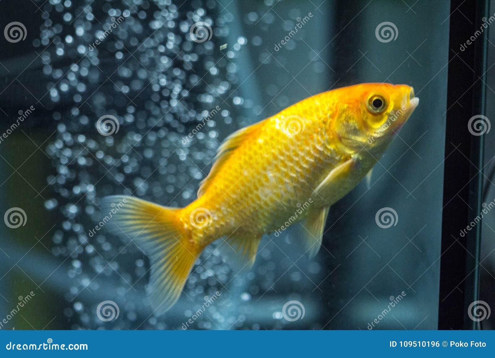 Gold fish swimming up stock photo. Image of fish, gold - 109510196