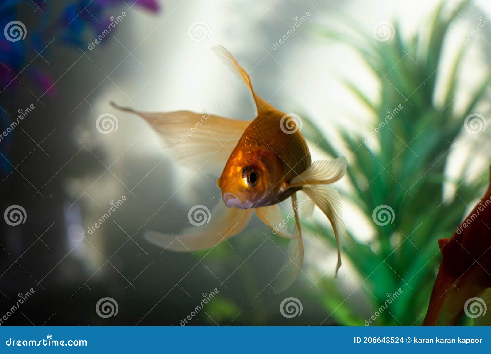 Gold Fish in Fish Tank in Aquarium Stock Photo - Image of background ...
