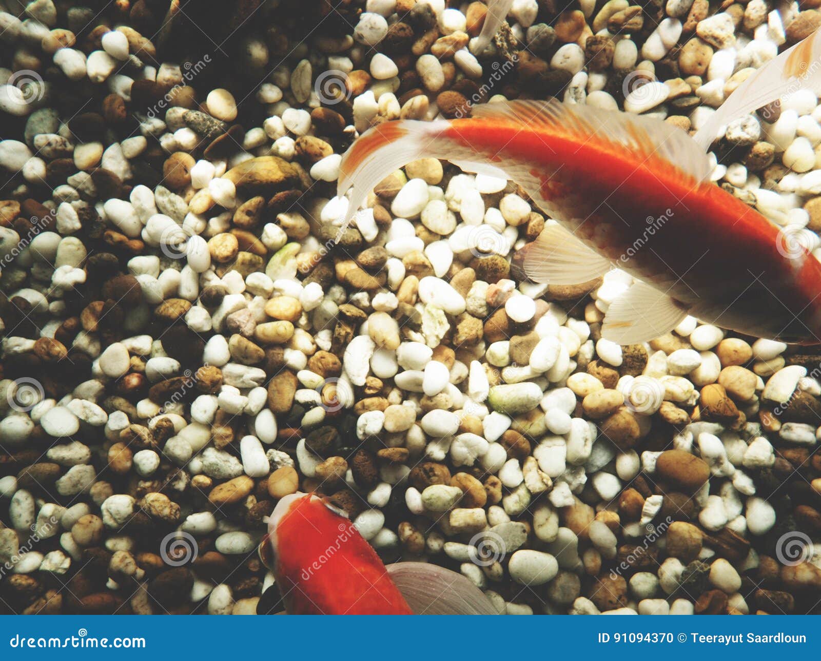 This is Gold Fish in the Tank, Top View Stock Photo - Image of motion ...