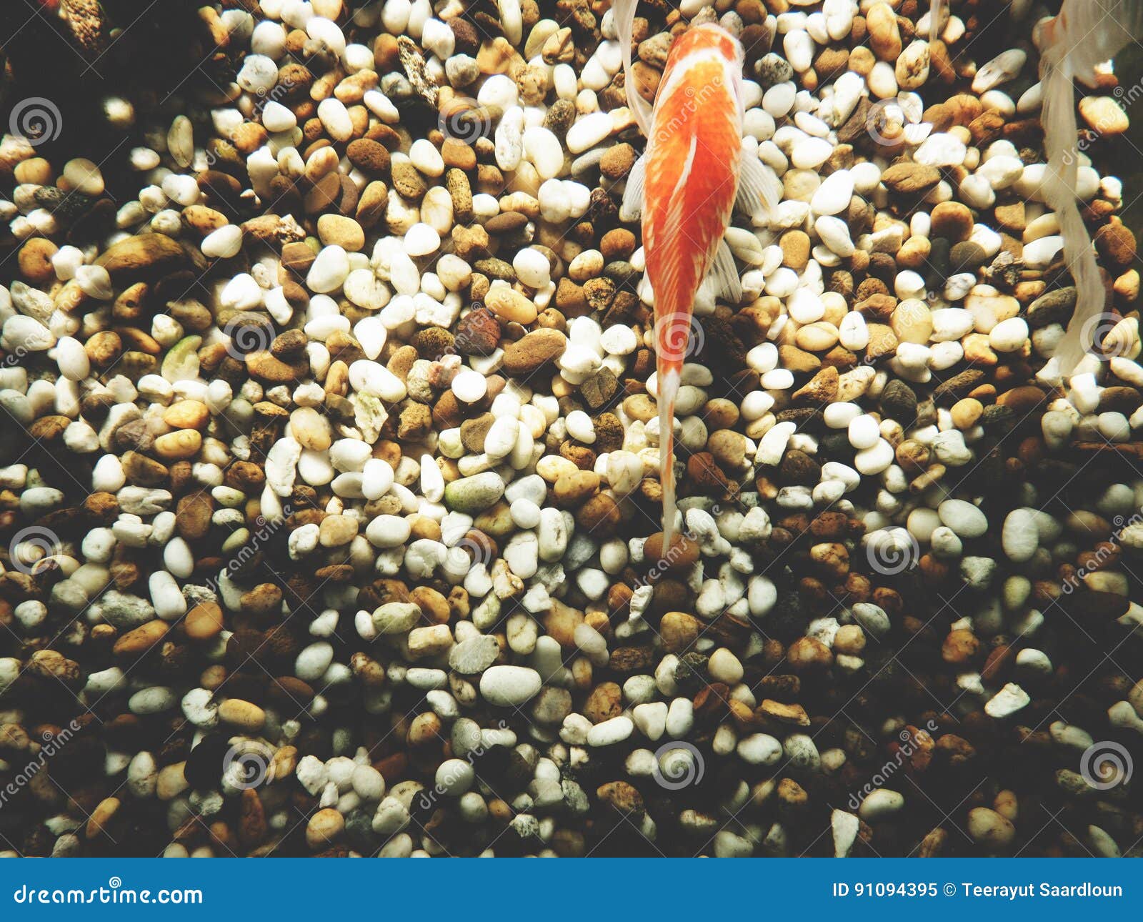 This is Gold Fish in the Tank, Top View Stock Image - Image of light ...