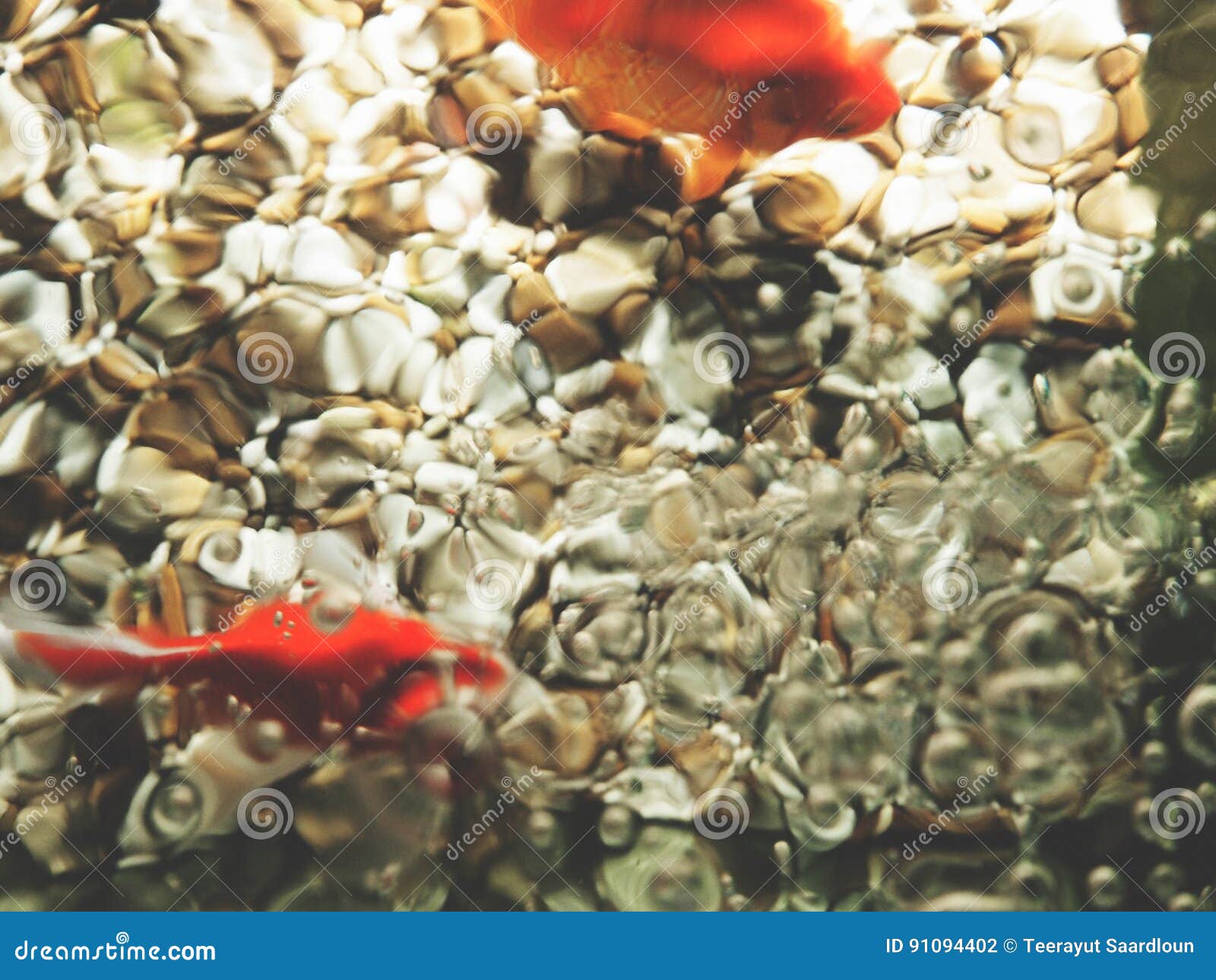 This is Gold Fish in the Tank, Top View Stock Photo - Image of ...