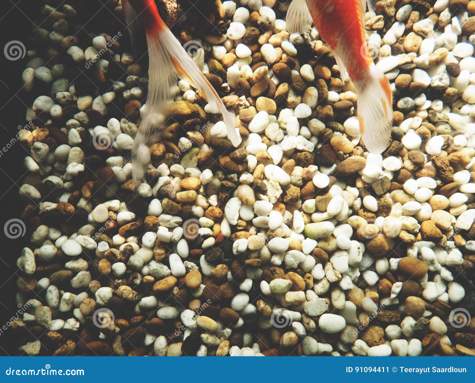 This is Gold Fish in the Tank, Top View Stock Image - Image of tank ...