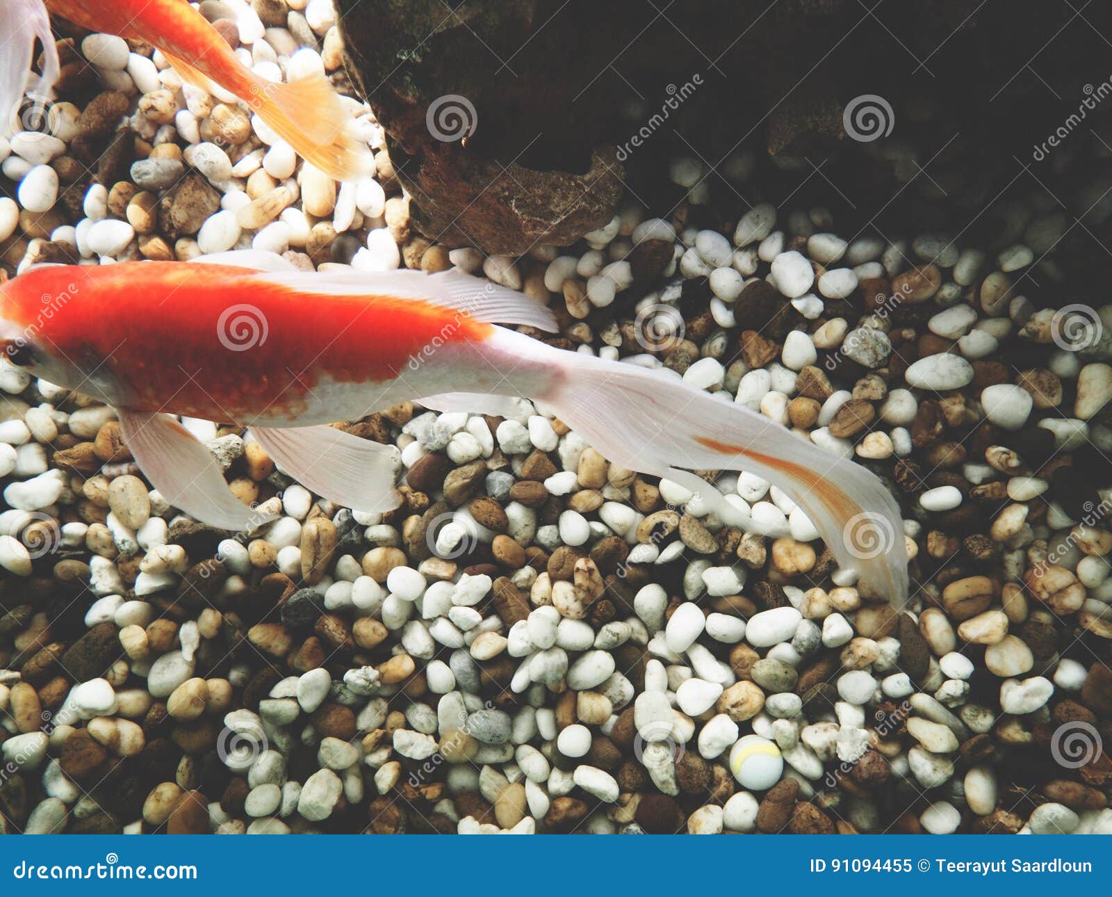This is Gold Fish in the Tank, Top View Stock Image - Image of swim ...