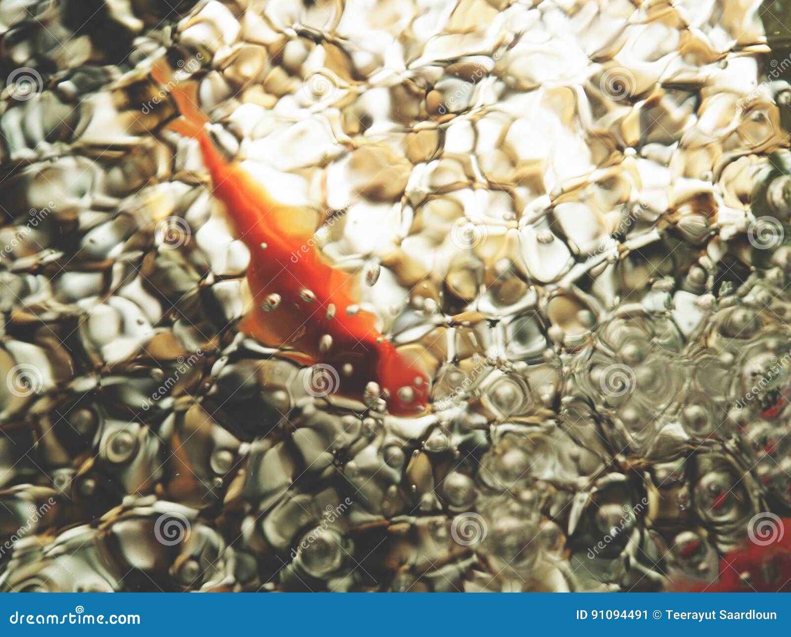 This is Gold Fish in the Tank, Top View Stock Image - Image of tank ...