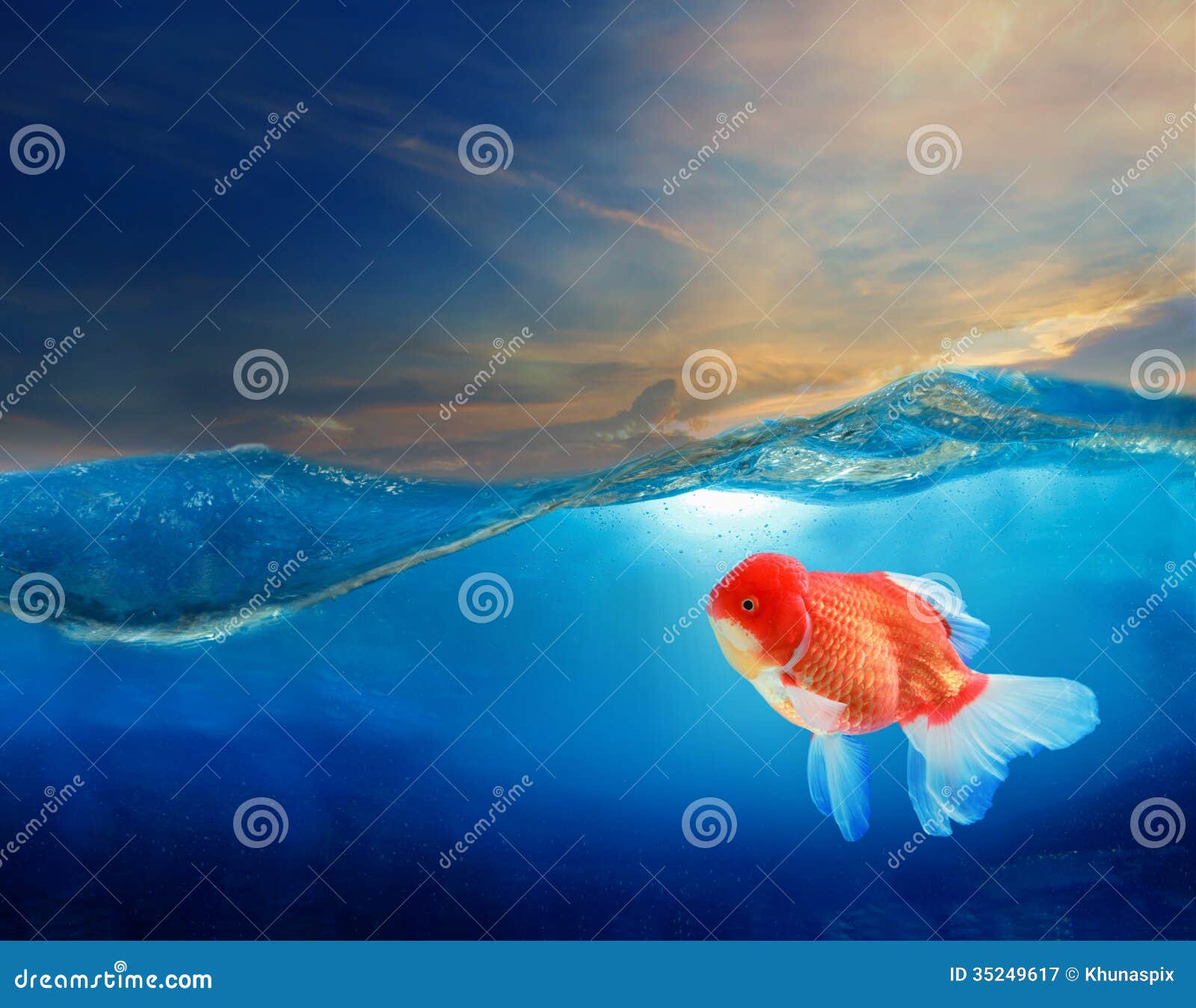 Gold Fish Under Blue Water with Beautiful Dramatic Sky Stock Image ...