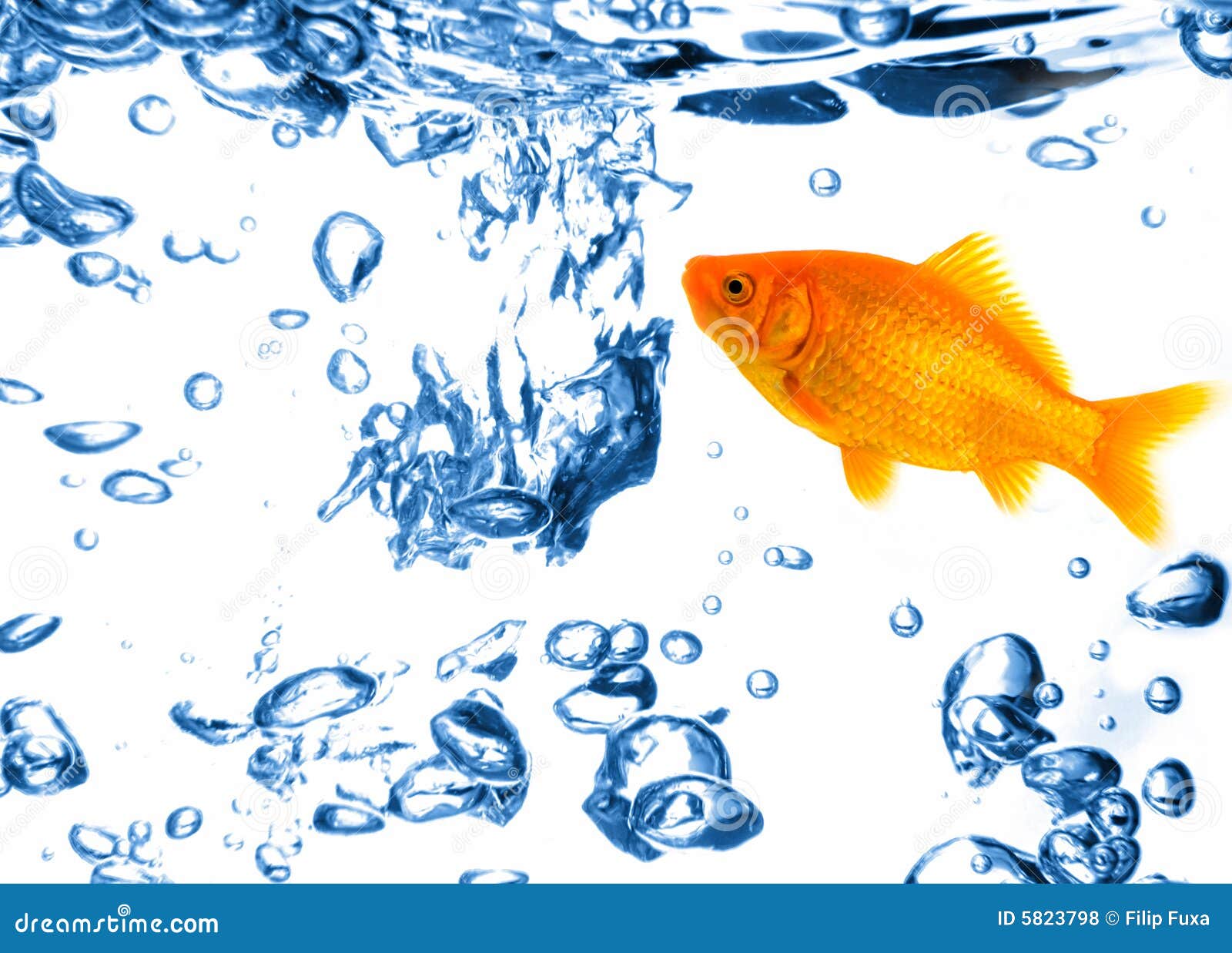 Gold fish in water stock photo. Image of bowl, flowing - 5823798