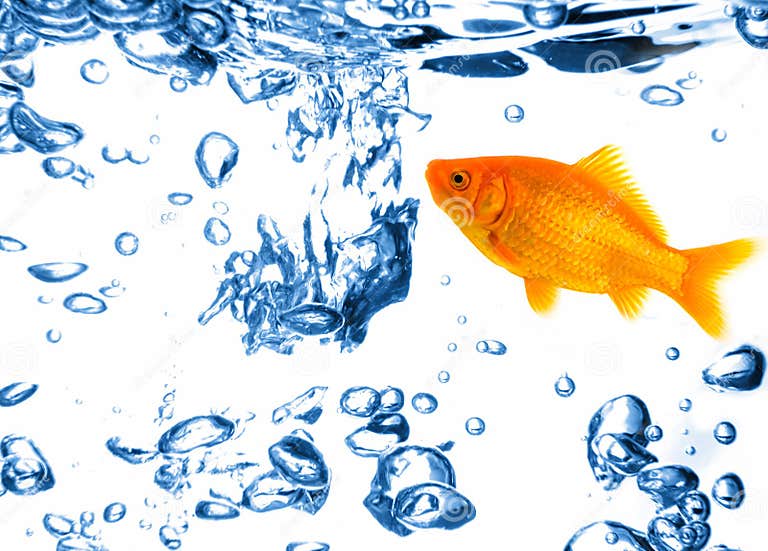 Gold fish in water stock photo. Image of bowl, flowing - 5823798