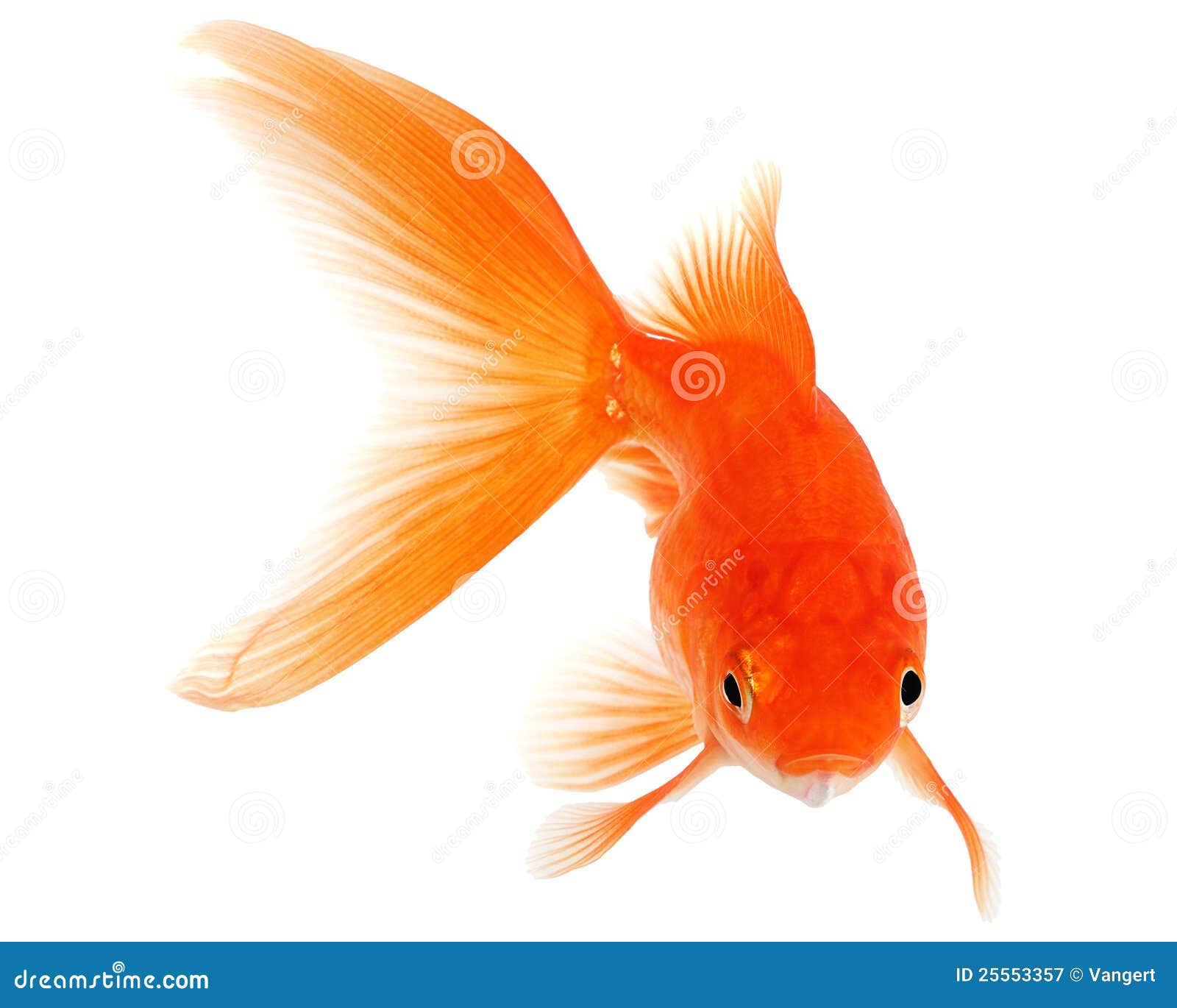 Gold Fish on White Background Stock Image - Image of lazy, single: 25553357