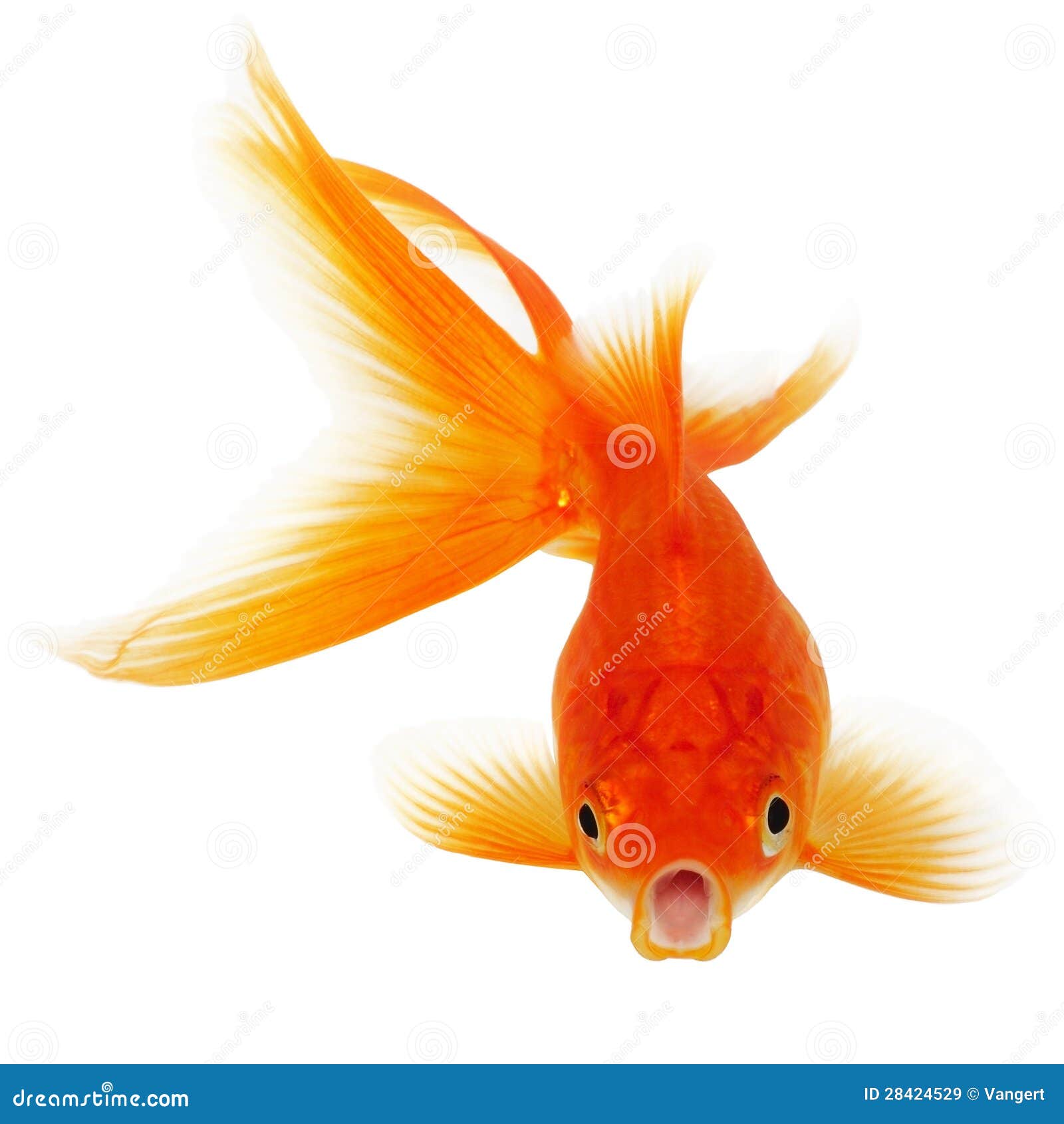 2,136 Lazy Fish Photos - Free & Royalty-Free Stock Photos from Dreamstime