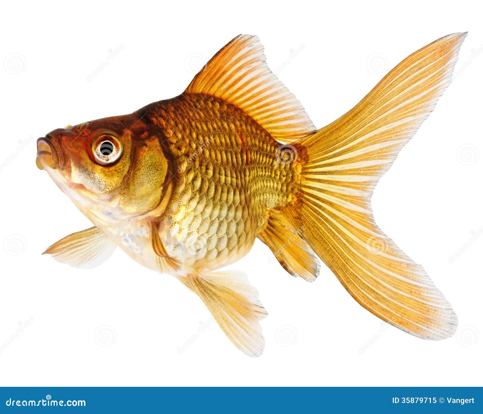 Gold Fish on White Background Stock Image - Image of fauna, clean: 35879715