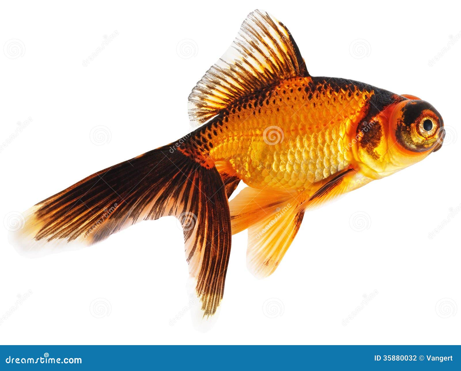 Gold Fish on White Background Stock Photo - Image of alone, head: 35880032
