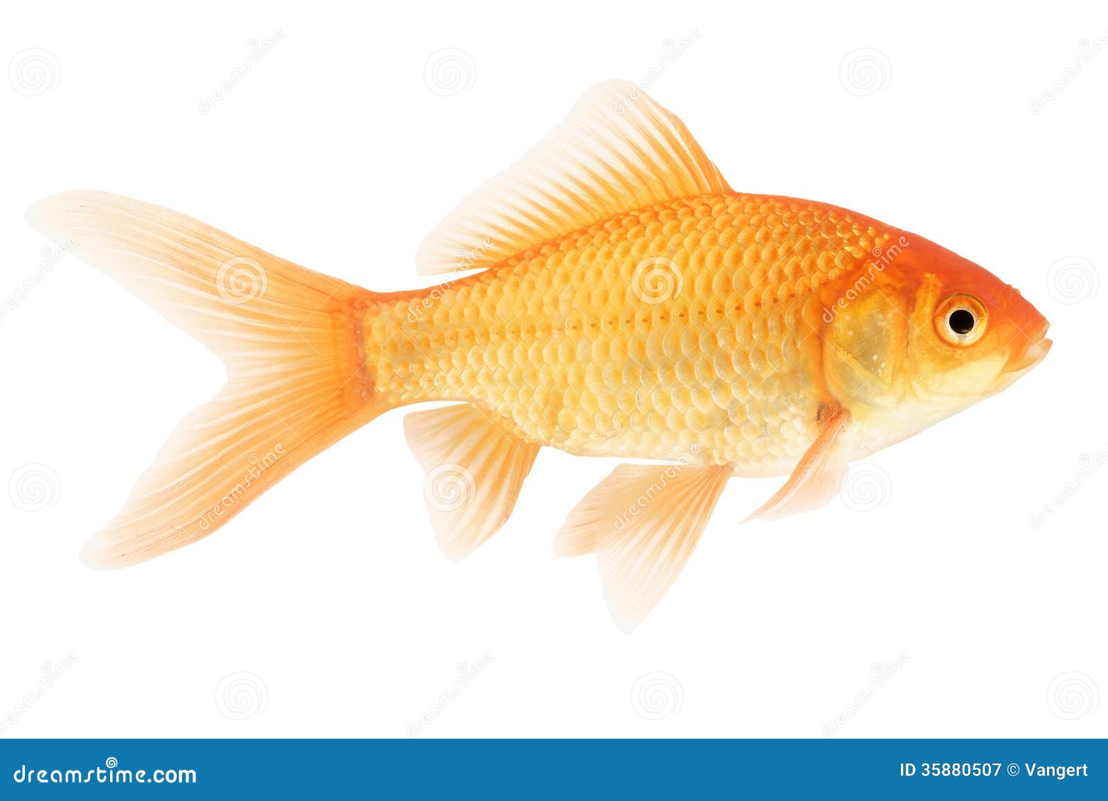 Gold Fish on White Background Stock Image - Image of colour ...
