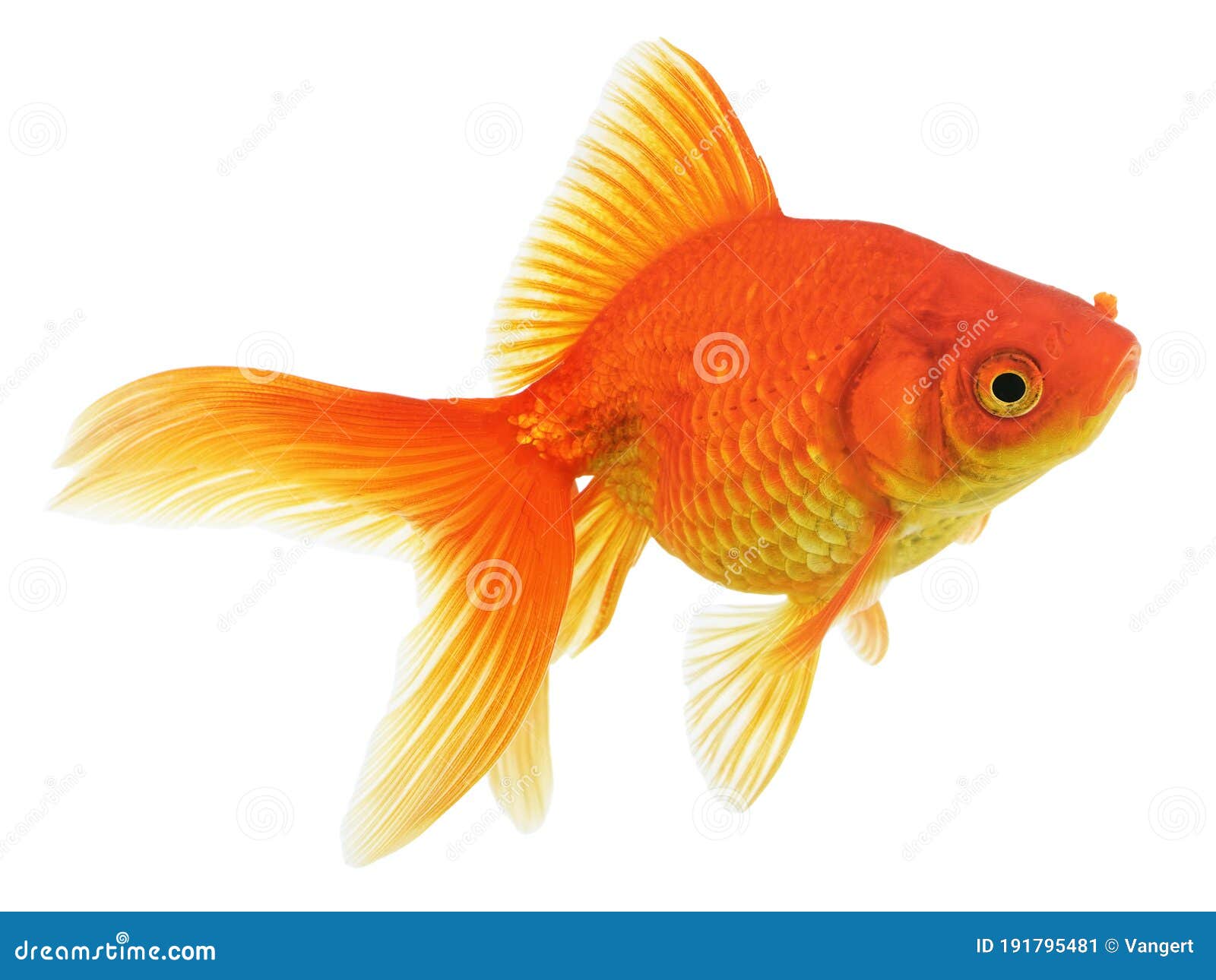 Gold Fish on White Background Stock Image - Image of single, auratus ...