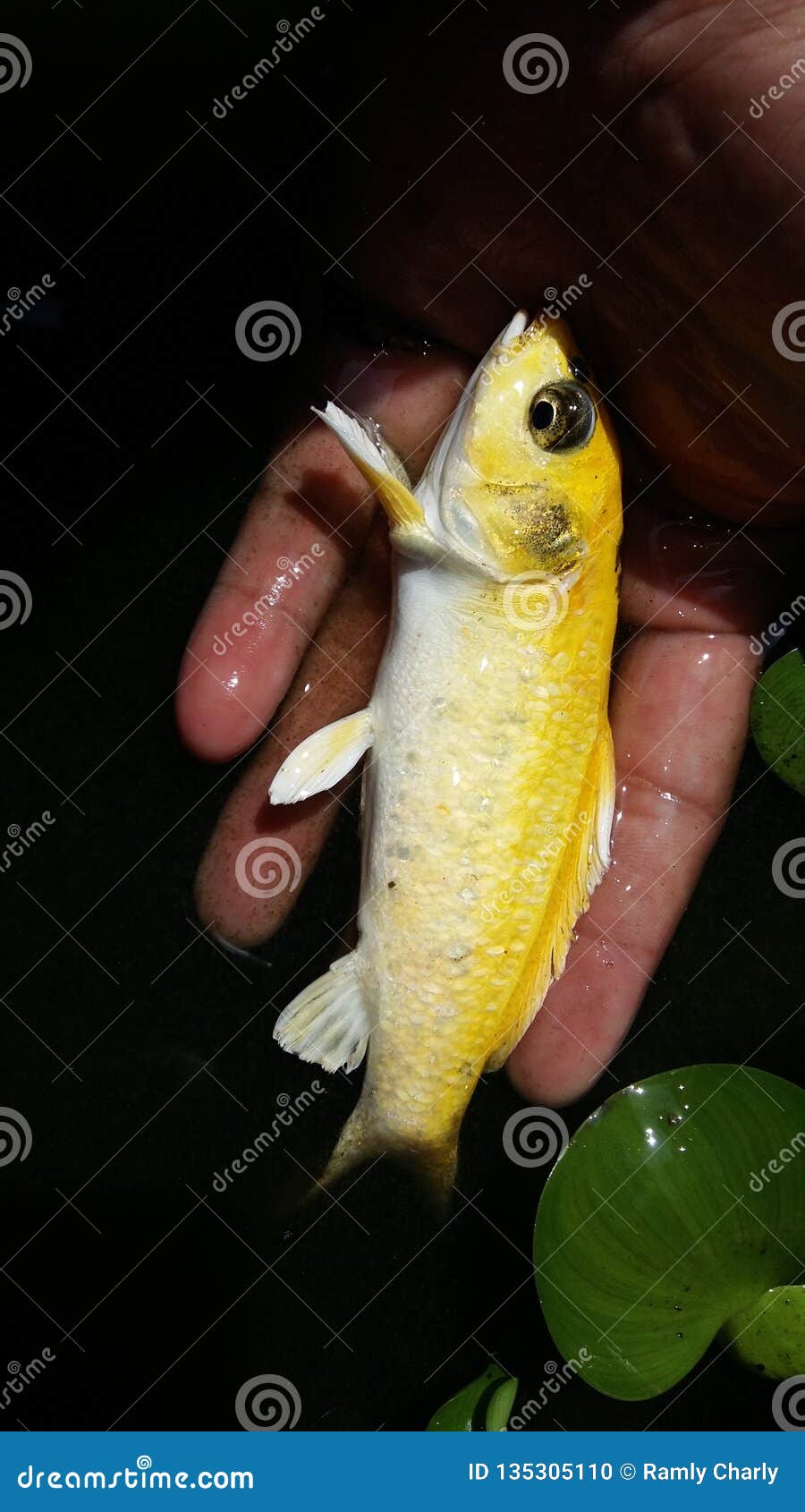 Gold fish stock photo. Image of gold, fish, animal, yellow - 135305110