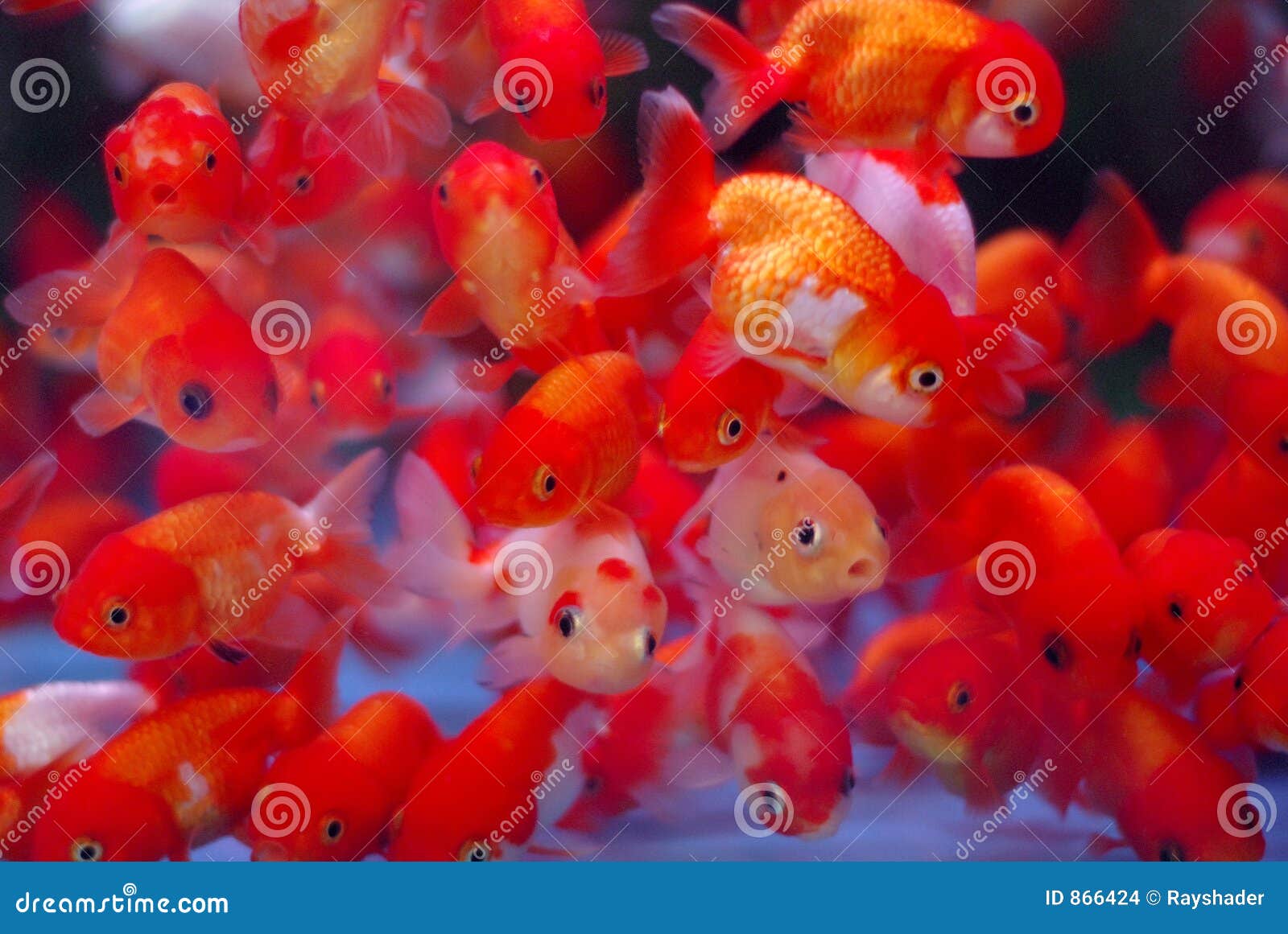 Gold fish2 stock photo. Image of aqua, fresh, colorful - 866424