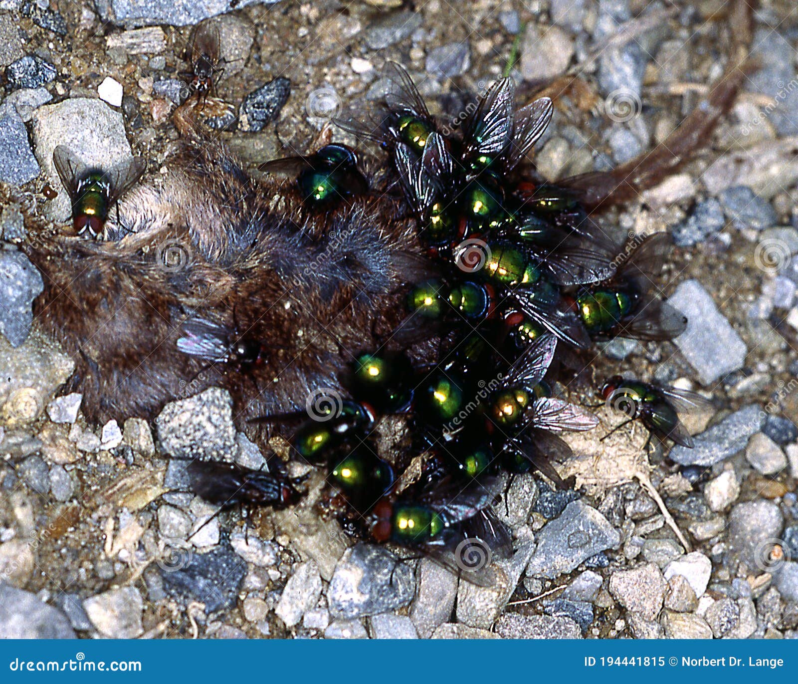 Gold Flies Sit on Dead Mouse Stock Image - Image of eating, chitin ...
