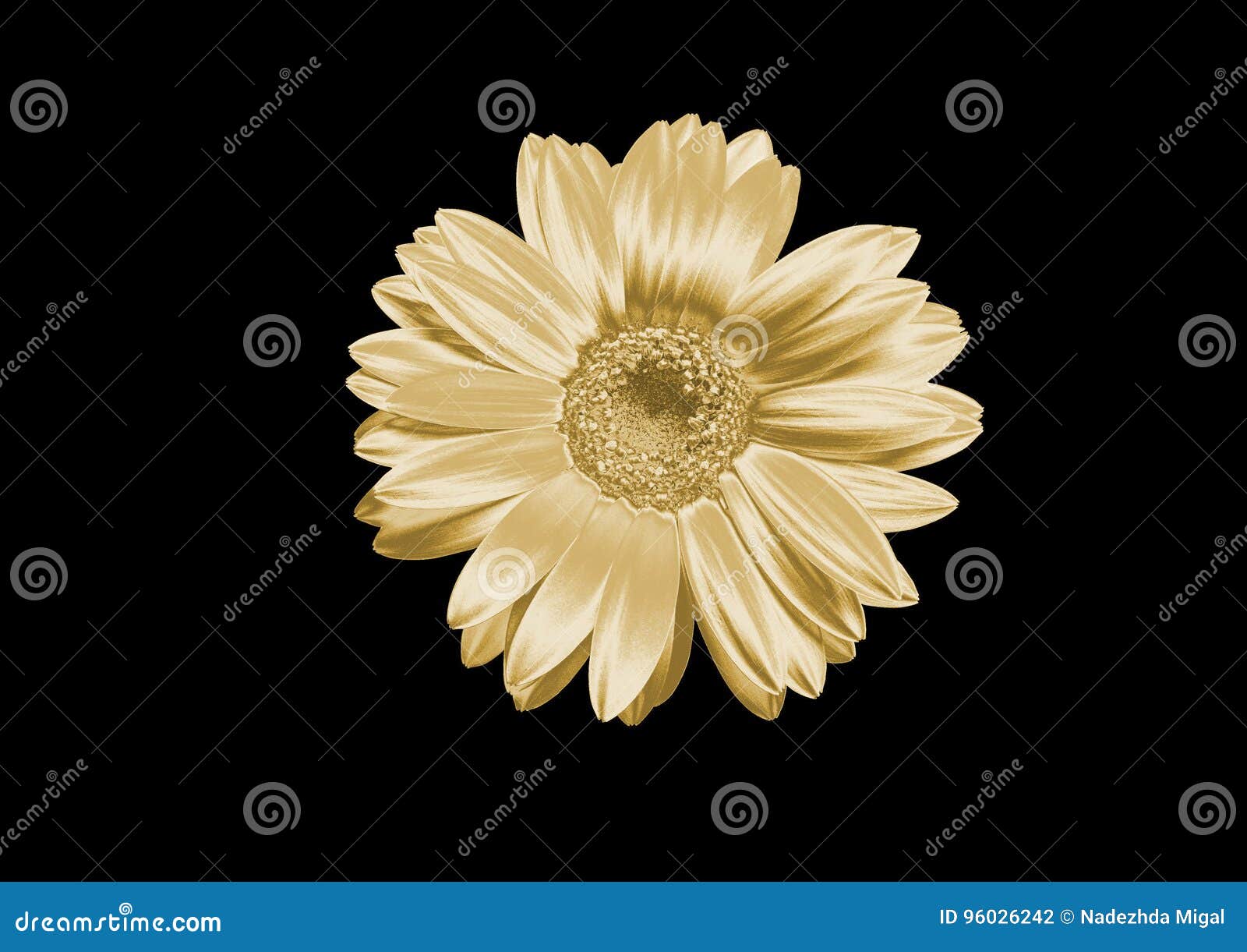 Gold flower stock photo. Image of golden, flowers, roses - 96026242